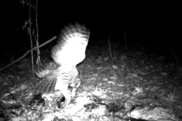 Year Round Trail Camera Fun